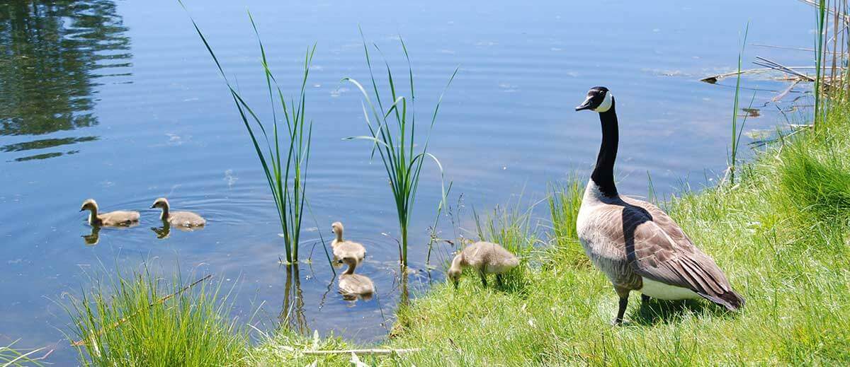 Wilderland Park - Wilderness Resort