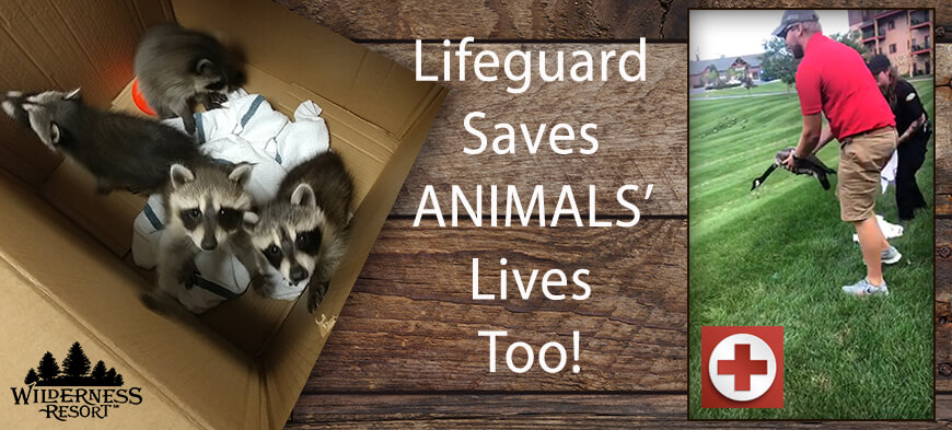 WILDERNESS LIFEGUARD SAVES ANIMALS' LIVES TOO - Wilderness Resort
